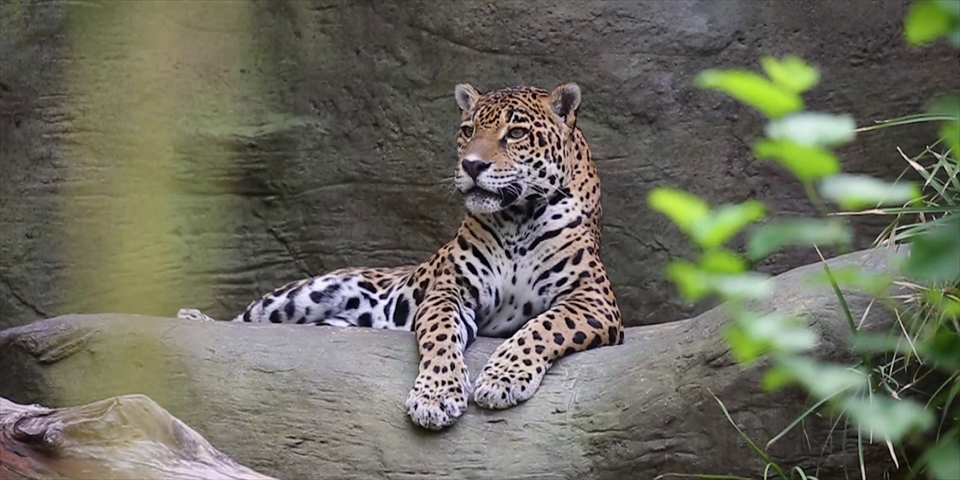 Zoo Activity K-2 Student